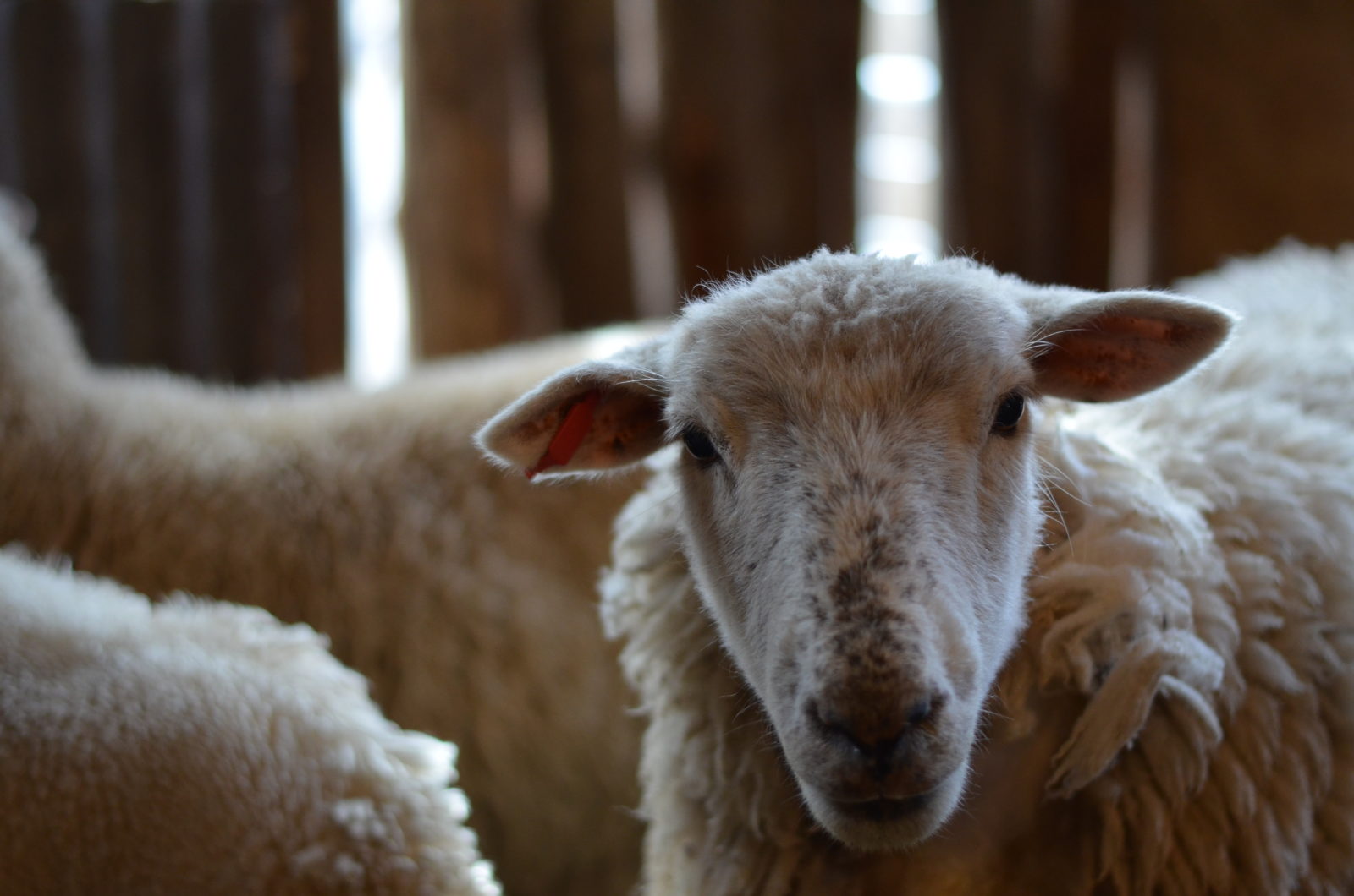 Programs – Warrambui